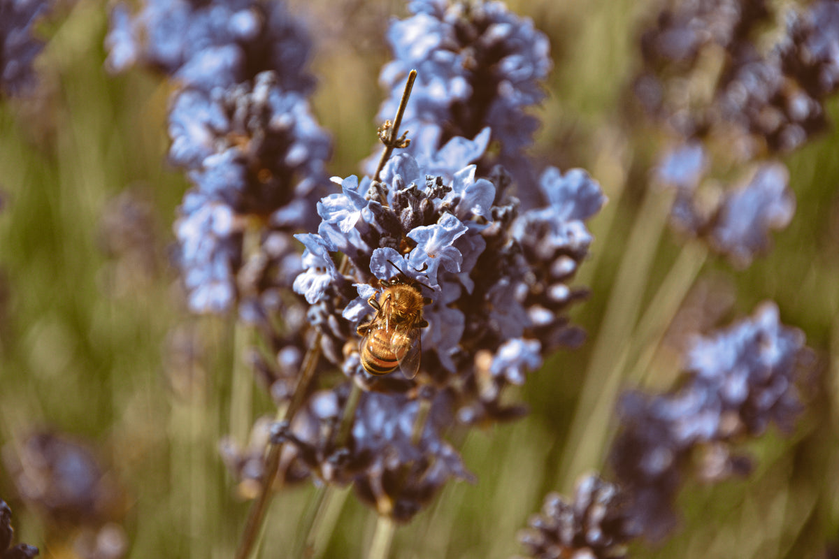 Oway Organic Way: Hair and Personal Care Products - Oway